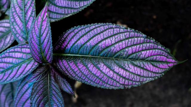 Rare Exotic Plants